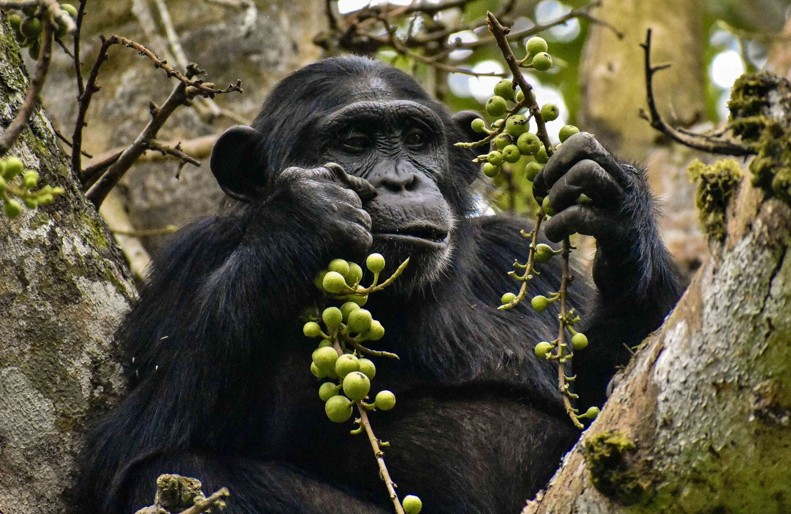 Home - Discover Gorillas