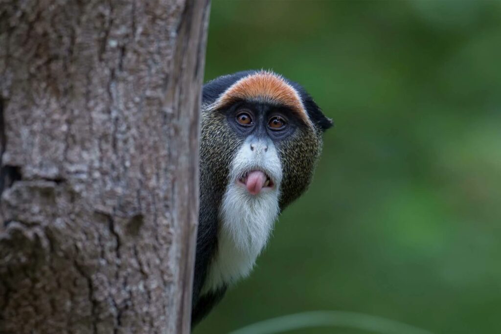 De Brazza’s monkeys in Africa - Discover Gorillas