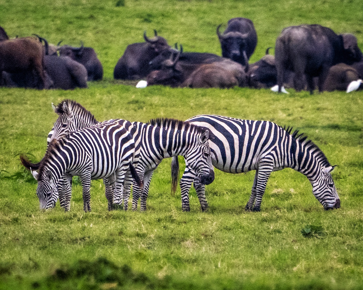 Meru National Park - Discover Gorillas